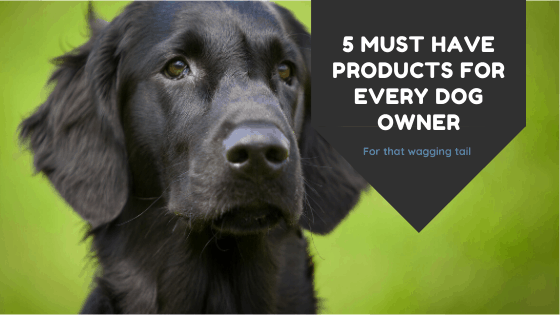 10 Must Have Dog Products That Every Dog Parent Should Have